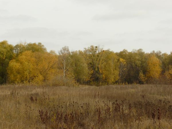 forest side view texture 0004 - Texturelib